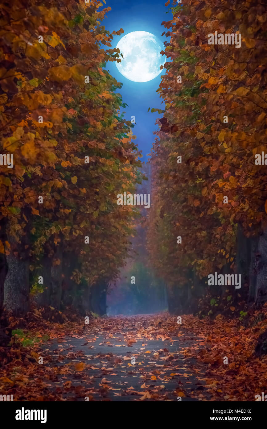 Moon lit path hi-res stock photography and images - Alamy