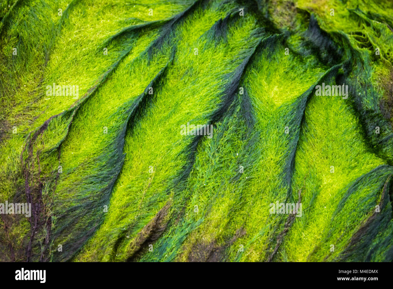 Seaweed on a rough hi-res stock photography and images - Alamy