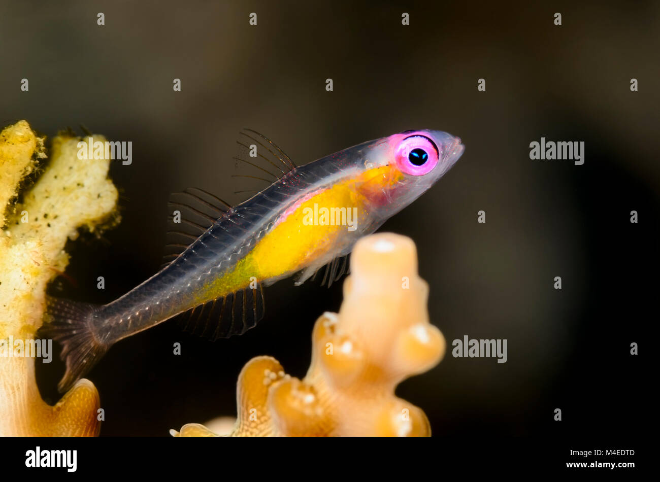 The pink eye hi-res stock photography and images - Alamy