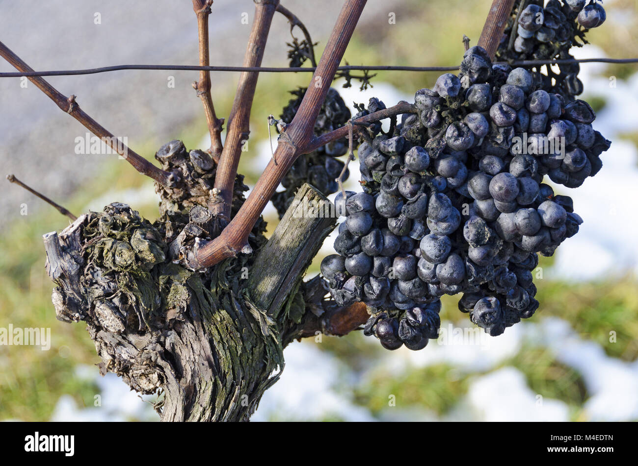 dried red grapes Stock Photo - Alamy