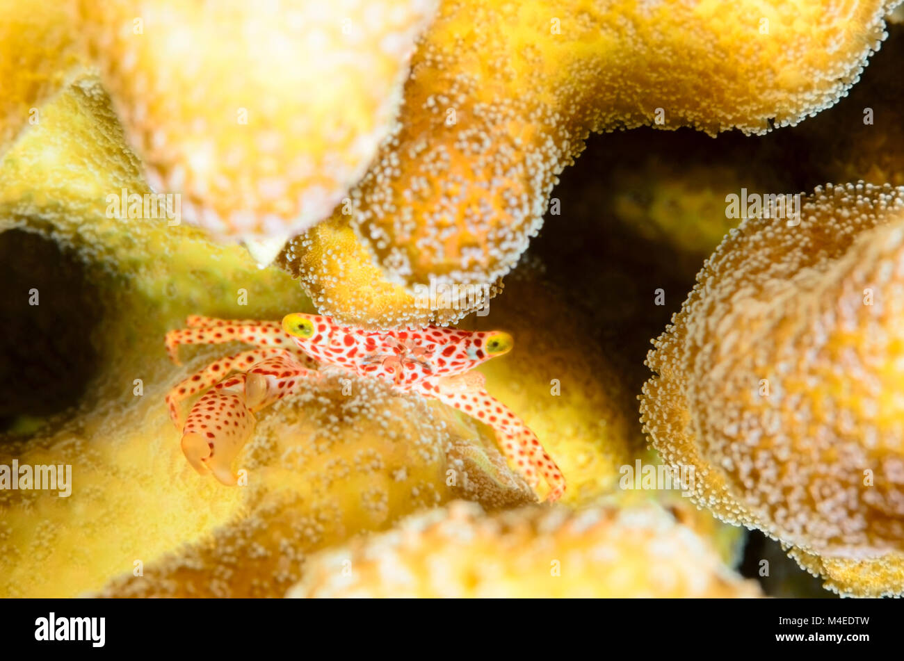 Trapezia High Resolution Stock Photography and Images - Alamy