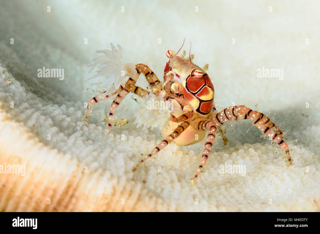 Mosaic Boxer crab, Lybia tesselata, Lembeh Strait, North Sulawesi ...