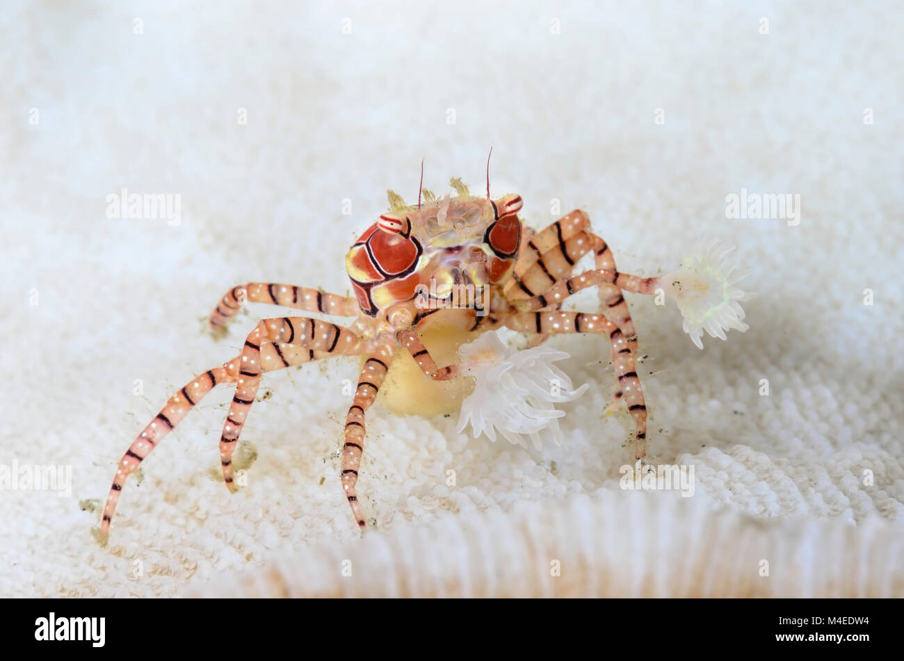 Mosaic Boxer crab, Lybia tesselata, holds anemones, Triactis producta ...