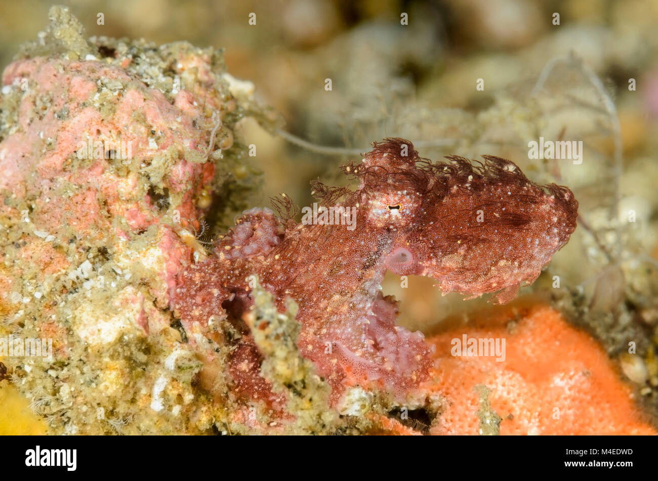 Hairy octopus, Octopus sp., Lembeh Strait, North Sulawesi, Indonesia, Pacific Stock Photo - Alamy