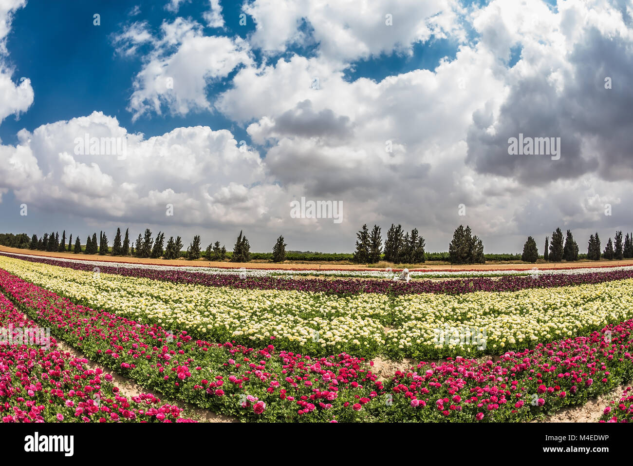 Windy spring day Stock Photo - Alamy