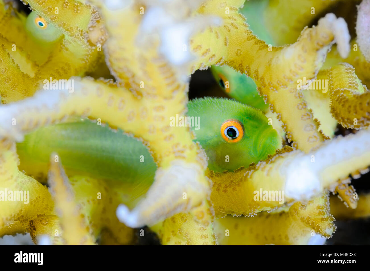 Bearded goby, Paragobiodon xanthosoma, lives amongst Seriatopora ...