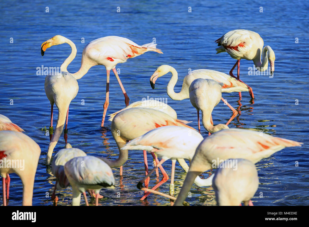 Forage for birds hi-res stock photography and images - Alamy