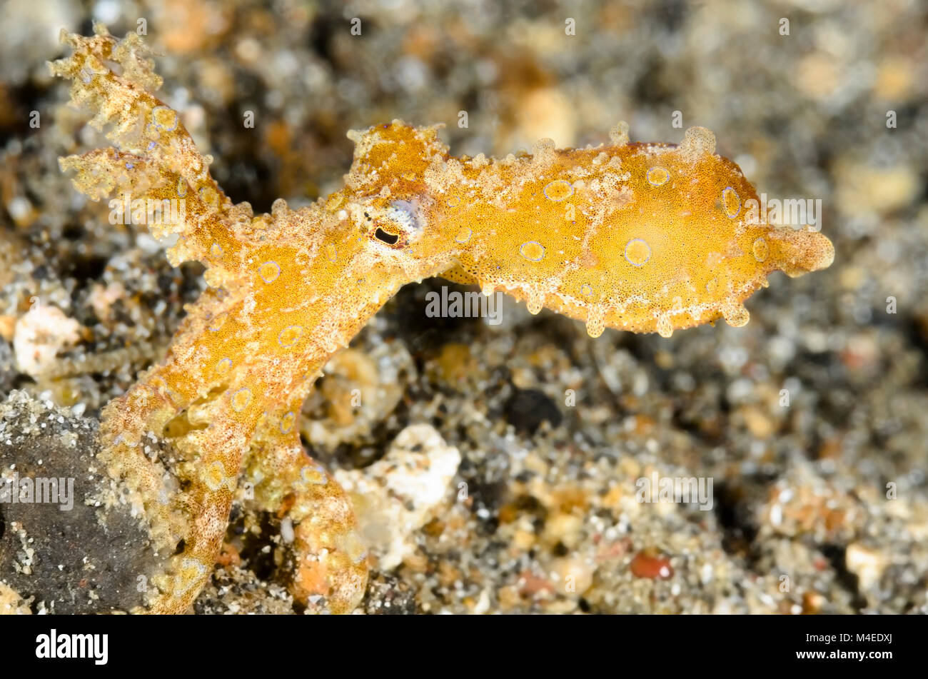 Blue-ringed octopus, Hapalochlaena sp., Lembeh Strait, North Sulawesi ...