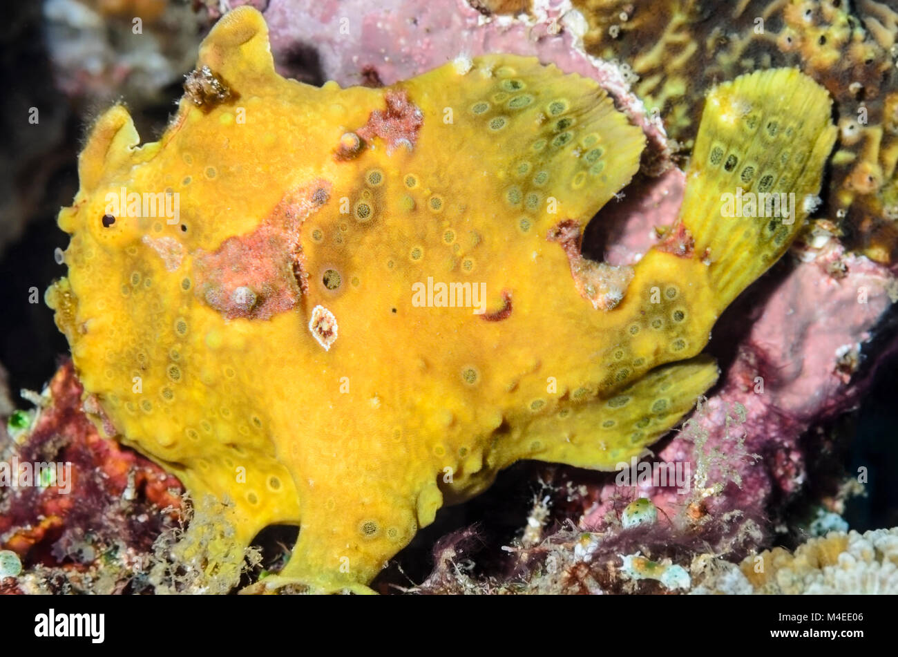 Warty frogfish, Antennarius maculatus, Lembeh Strait, North Sulawesi ...