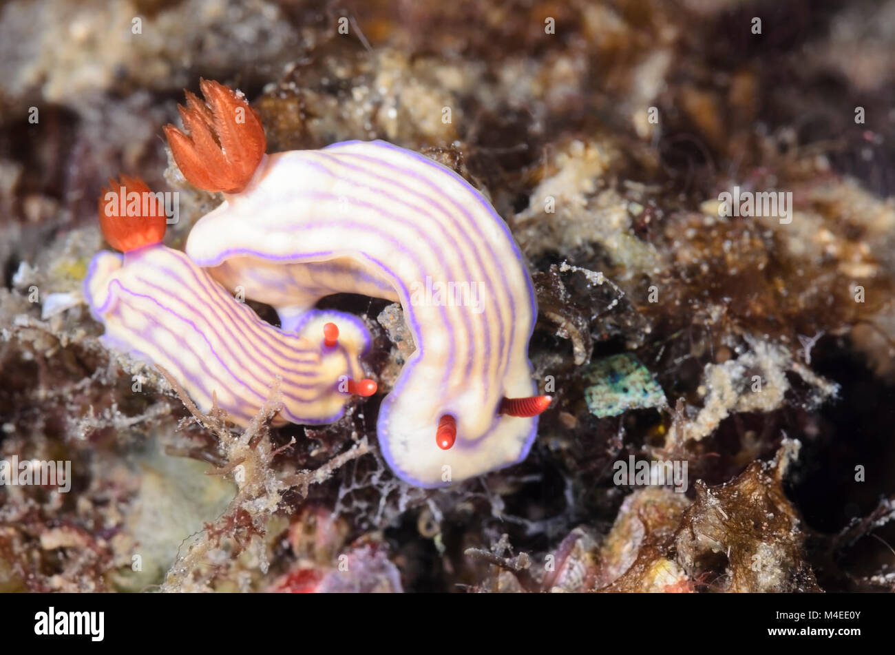 Whites hypselodoris hi-res stock photography and images - Alamy