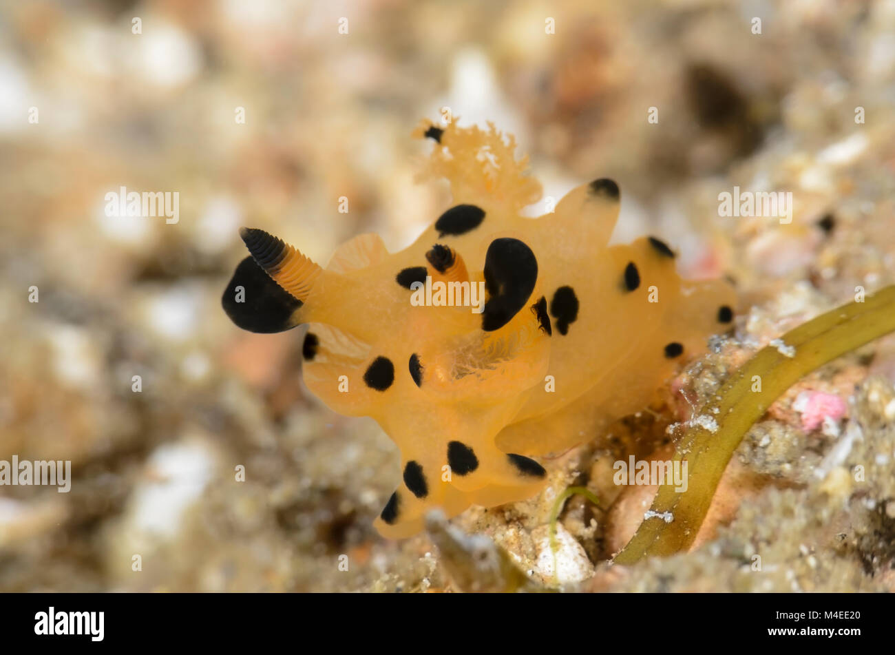 Pikachu sea slug hi-res stock photography and images - Alamy