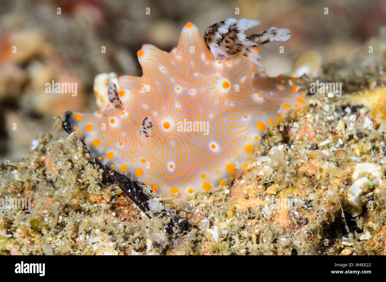 Nudibranch halgerda batangas hi-res stock photography and images - Alamy