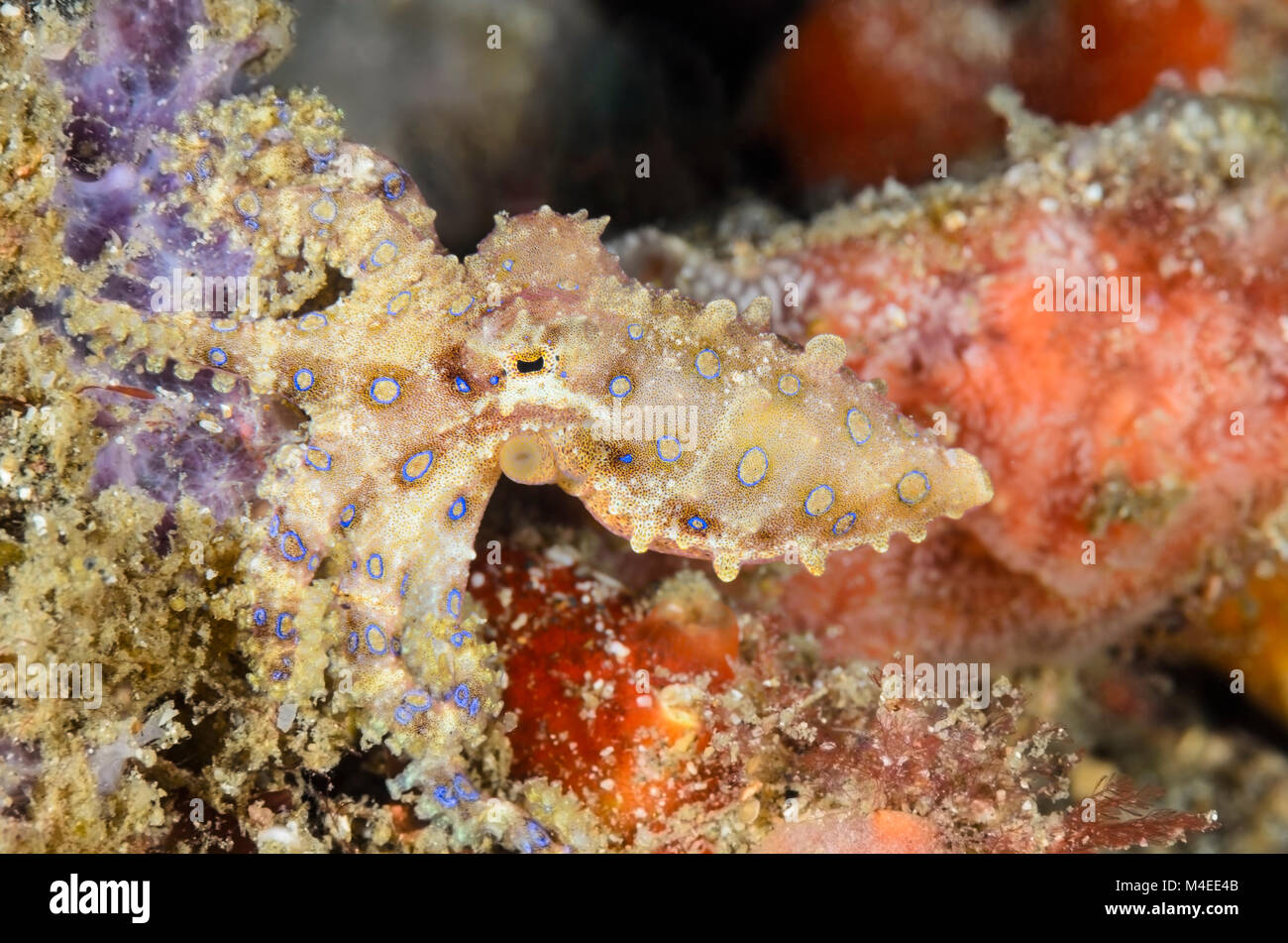 Blue-ringed octopus, Hapalochlaena sp., Lembeh Strait, North Sulawesi ...