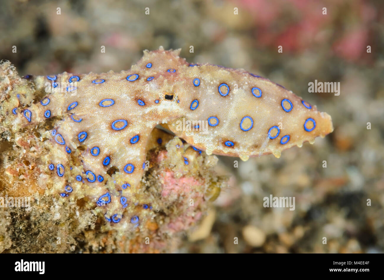Blue Ringed Octopus Hunting