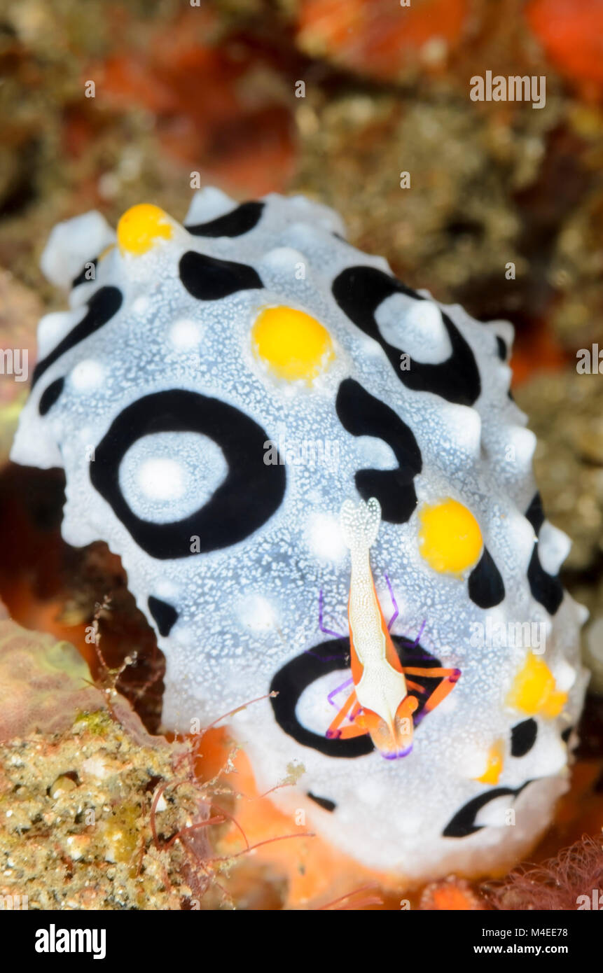 Phyllidia babai hi-res stock photography and images - Alamy