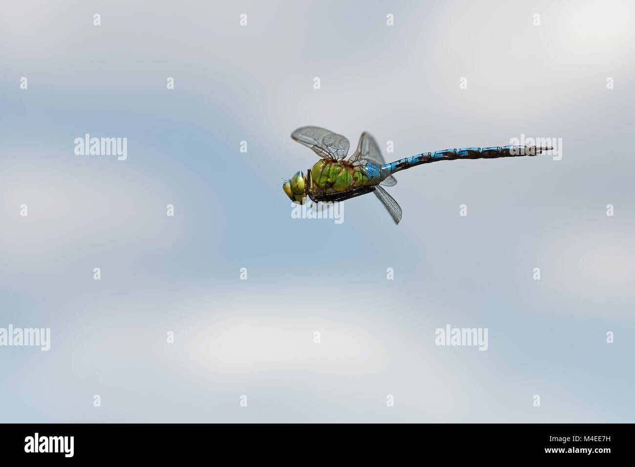 emperor dragonfly in flight Stock Photo - Alamy