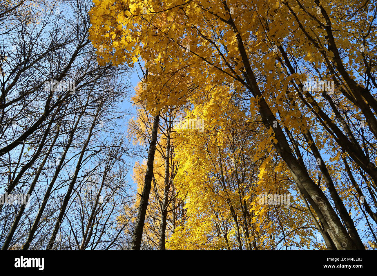 Beautiful yellow autumn trees and blue sky Stock Photo - Alamy