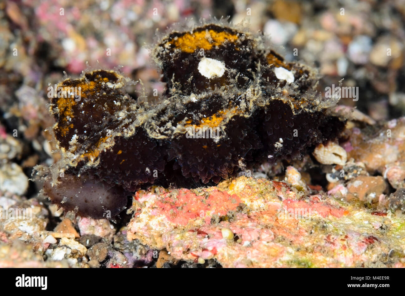 Hooded nudibranch hi-res stock photography and images - Alamy