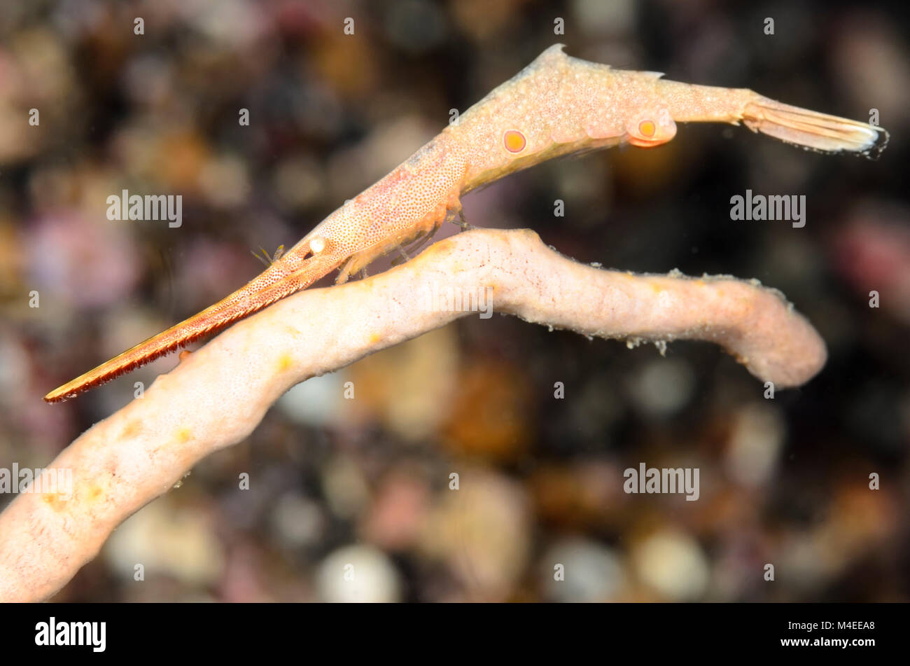 Ocellated Tozeuma shrimp, Tozeuma lanceolatum, Lembeh Strait, North ...