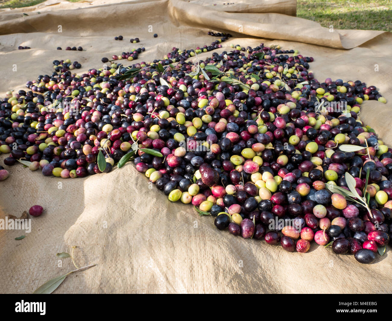 Many colorful organic olives on the ground at olive tree plantation ...