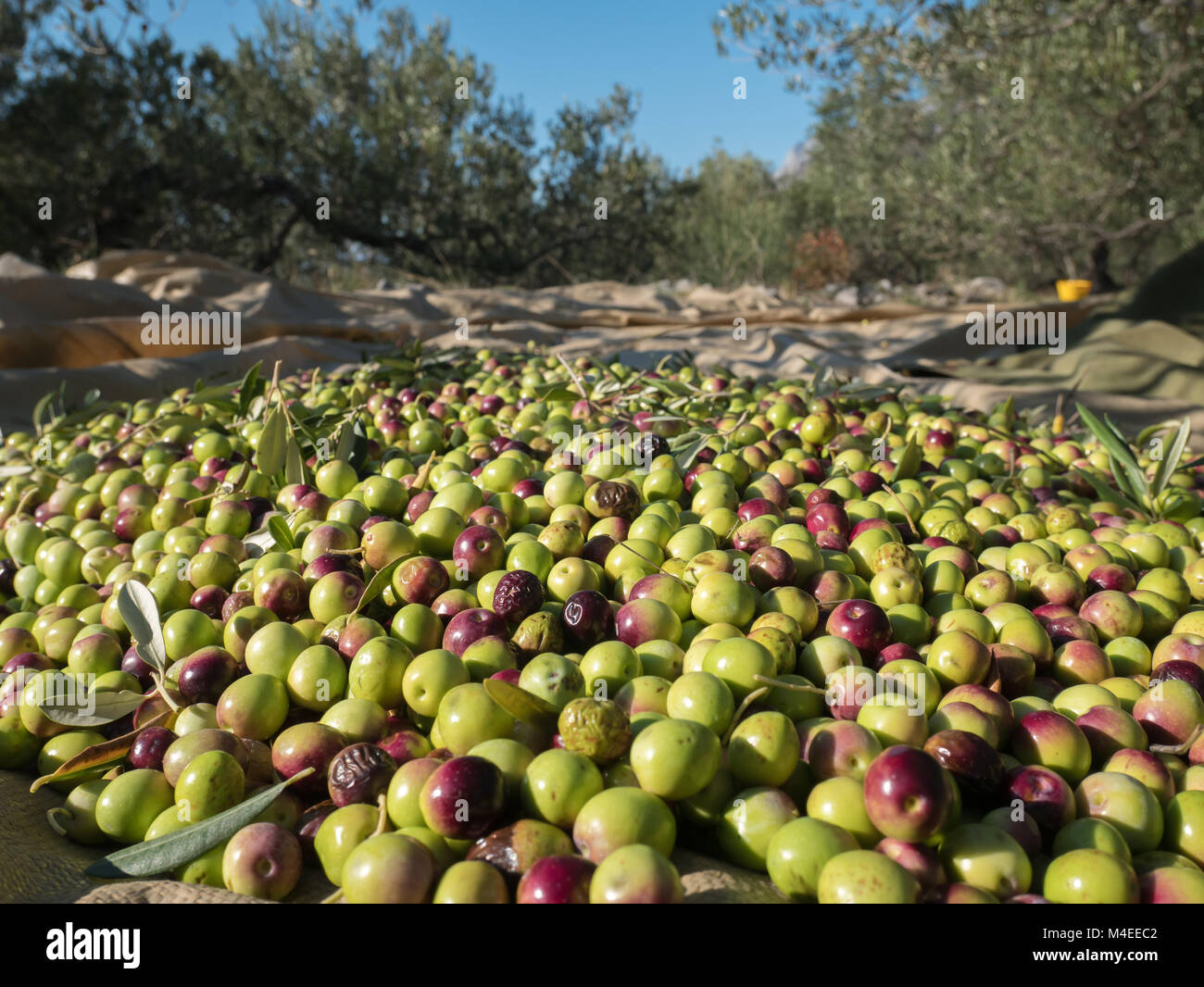 Many fresh picked olives on the ground at olive tree plantation Stock ...