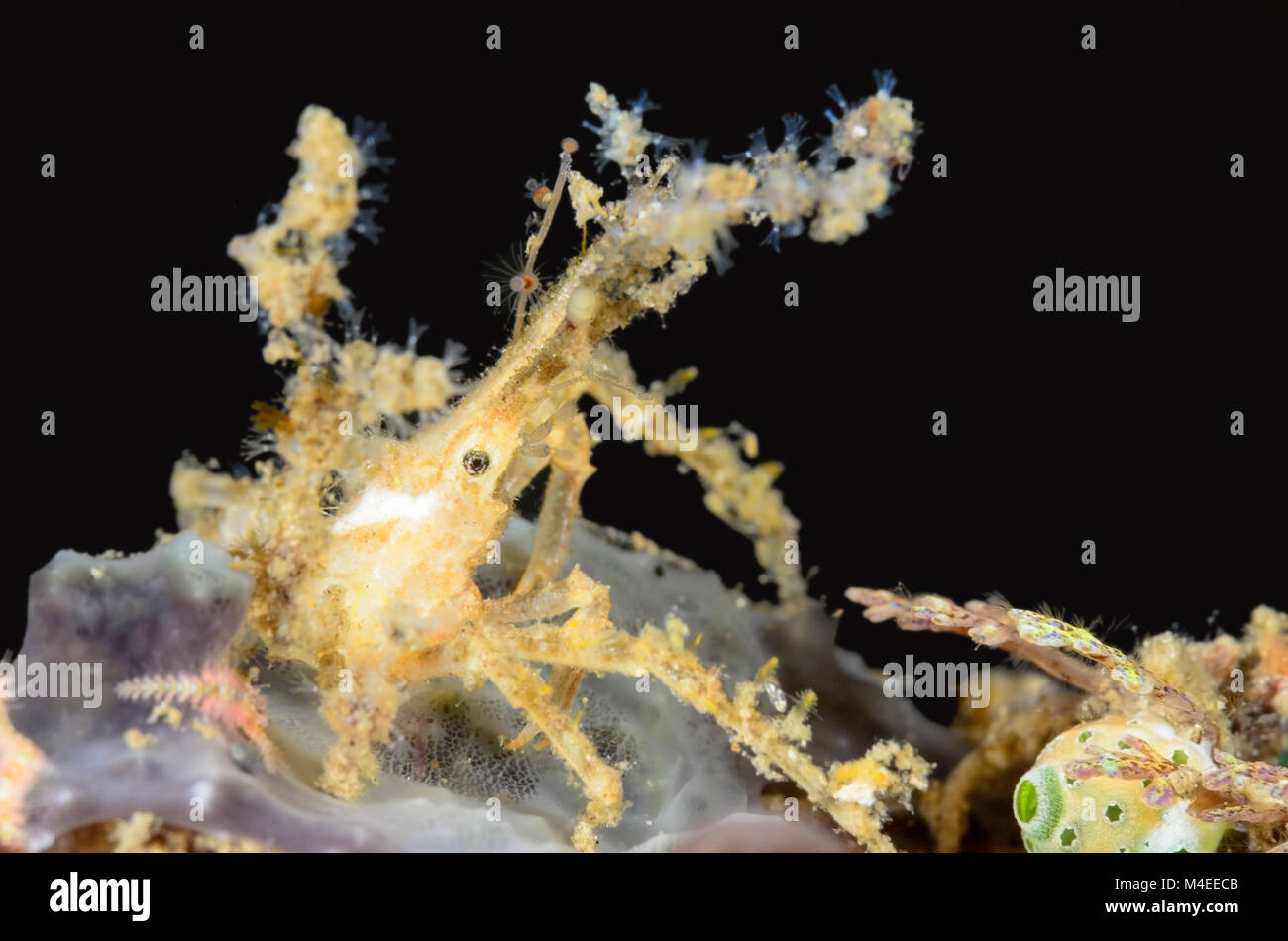 White-V Hydroid crab, Hyastenus borradailei, Lembeh Strait, North ...