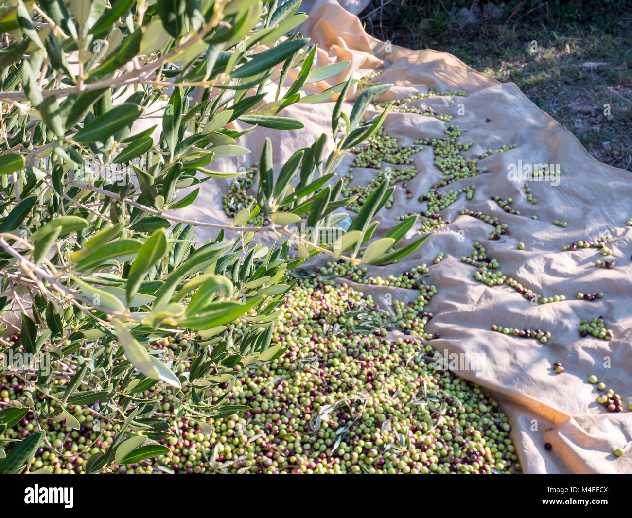 Olive harvesting hi-res stock photography and images - Alamy