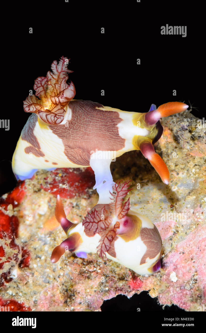 Reproduction Nudibranch High Resolution Stock Photography and Images ...