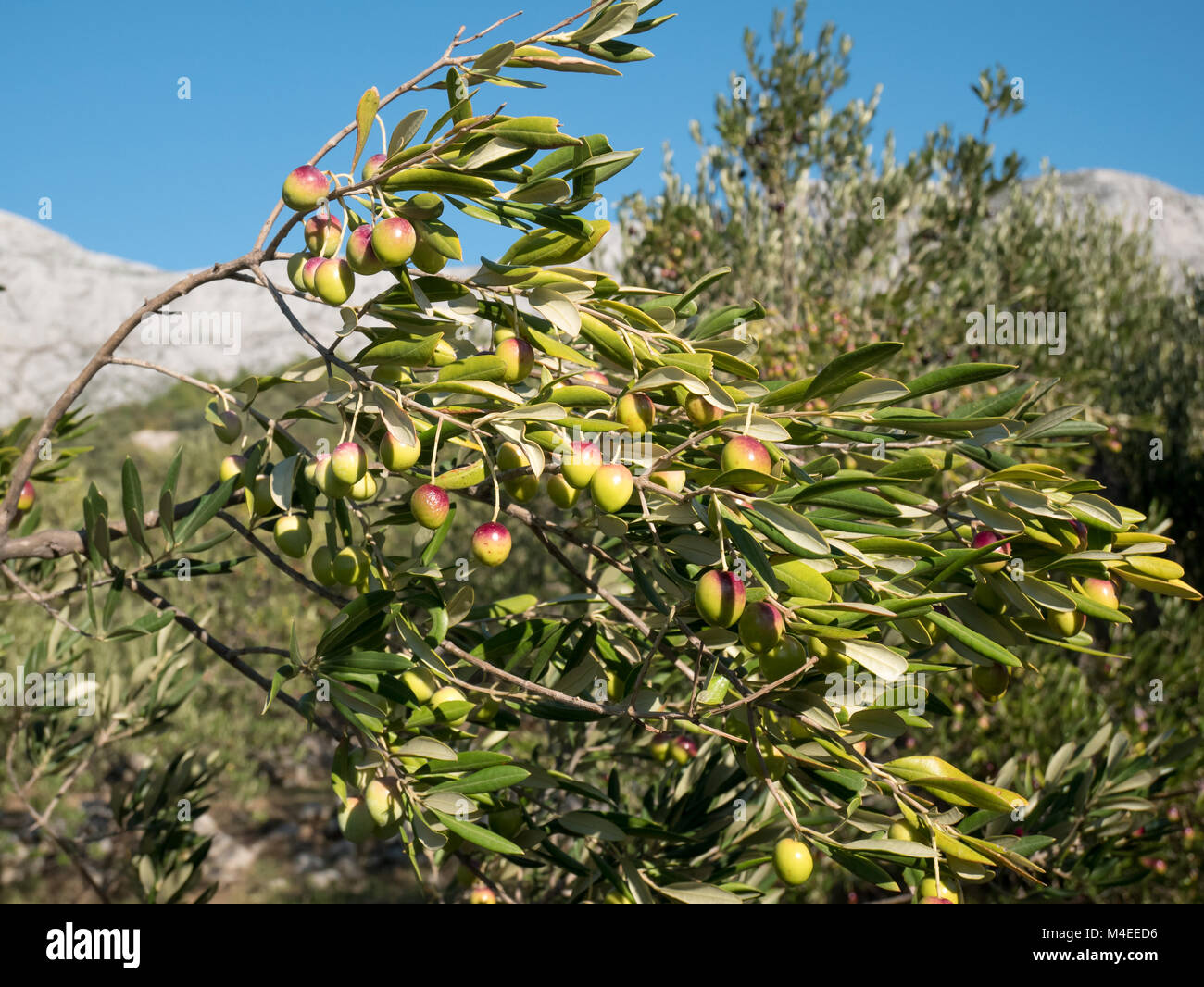 Olive tree branch hi-res stock photography and images - Alamy