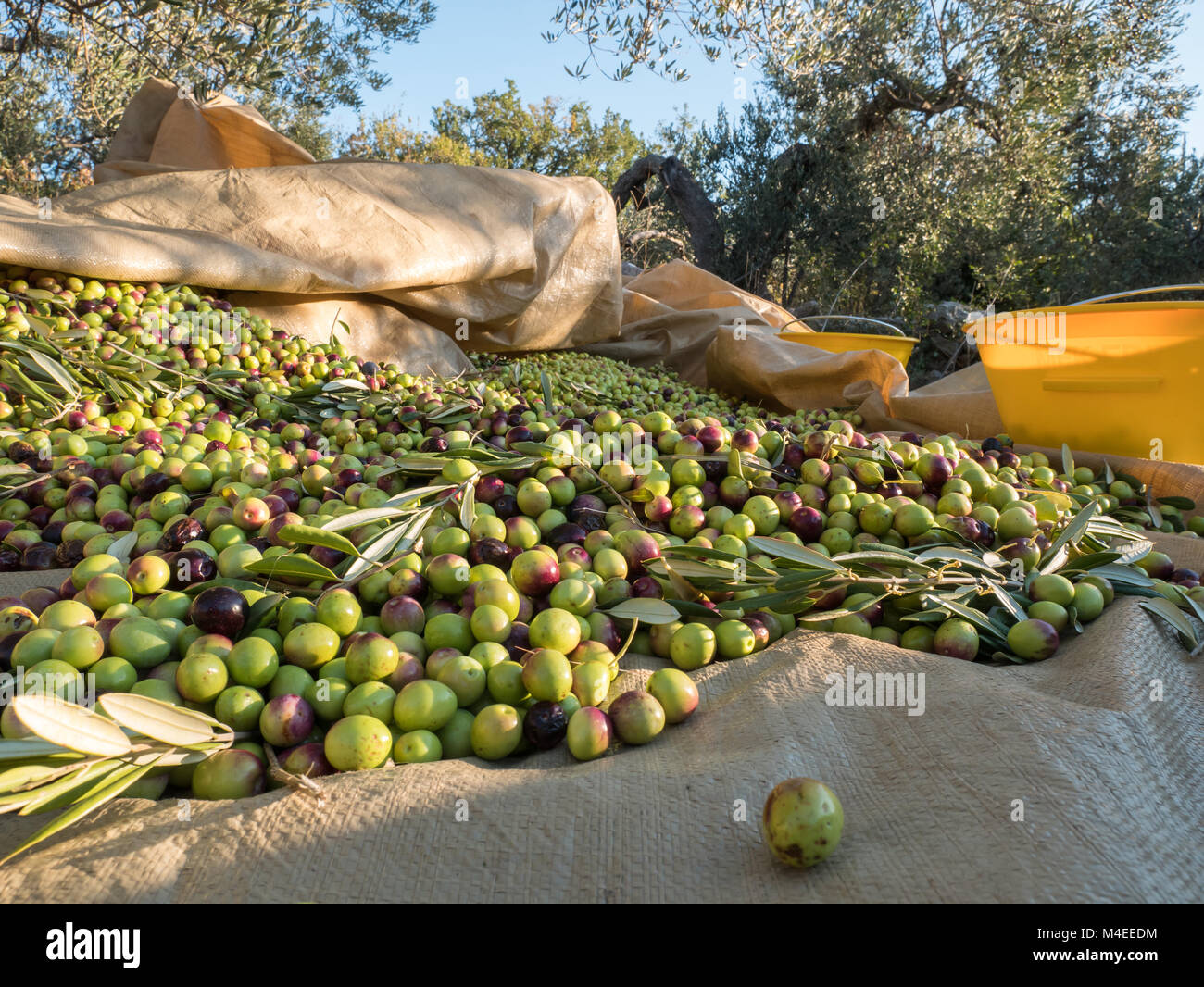 Olives harvesting season in Croatia Stock Photo - Alamy
