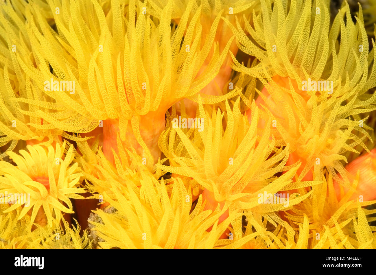 cup coral, Tubastraea faulkneri, Lembeh Strait, North Sulawesi ...