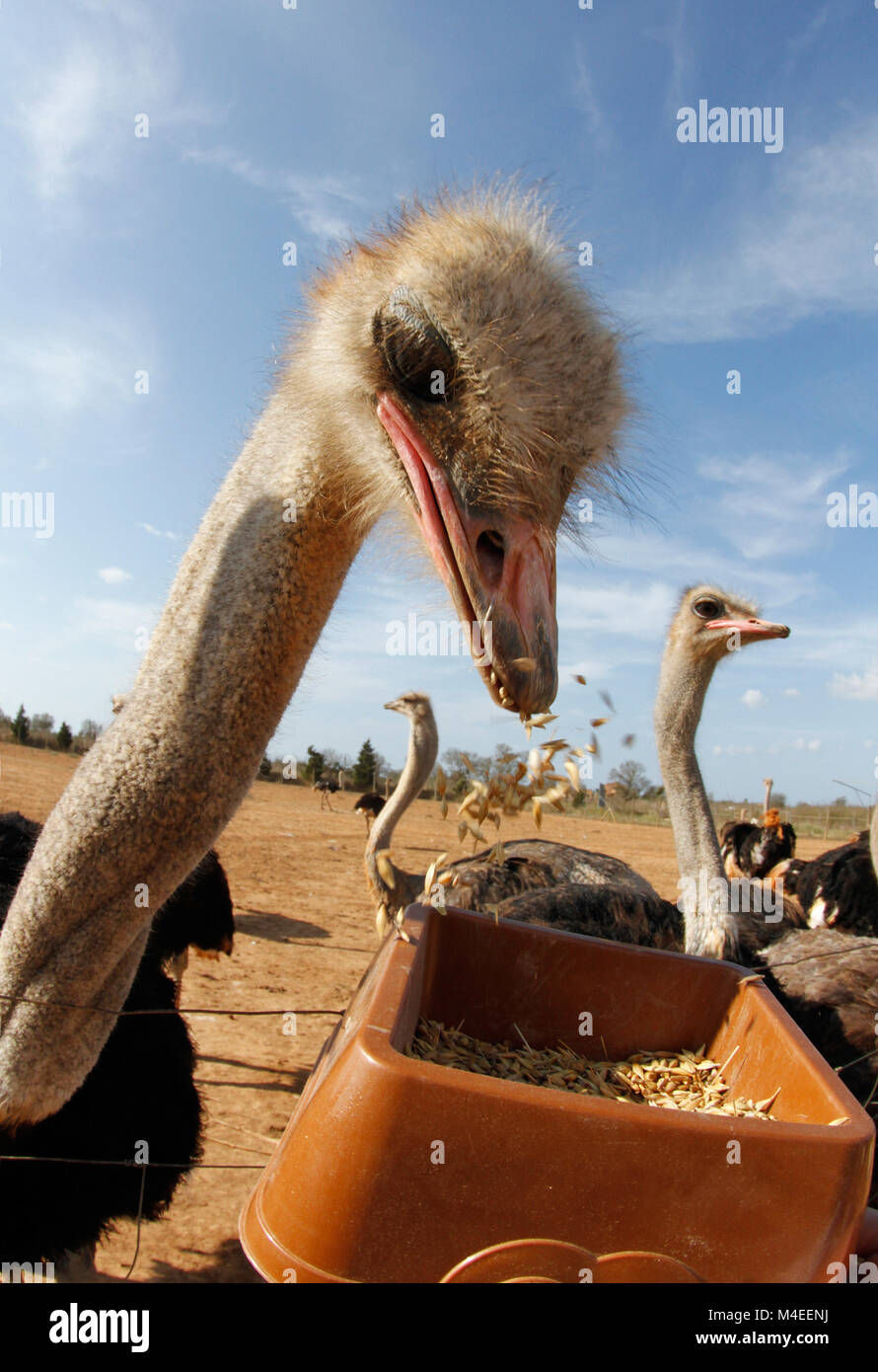 Ostrich eating grains on a farm Stock Photo - Alamy