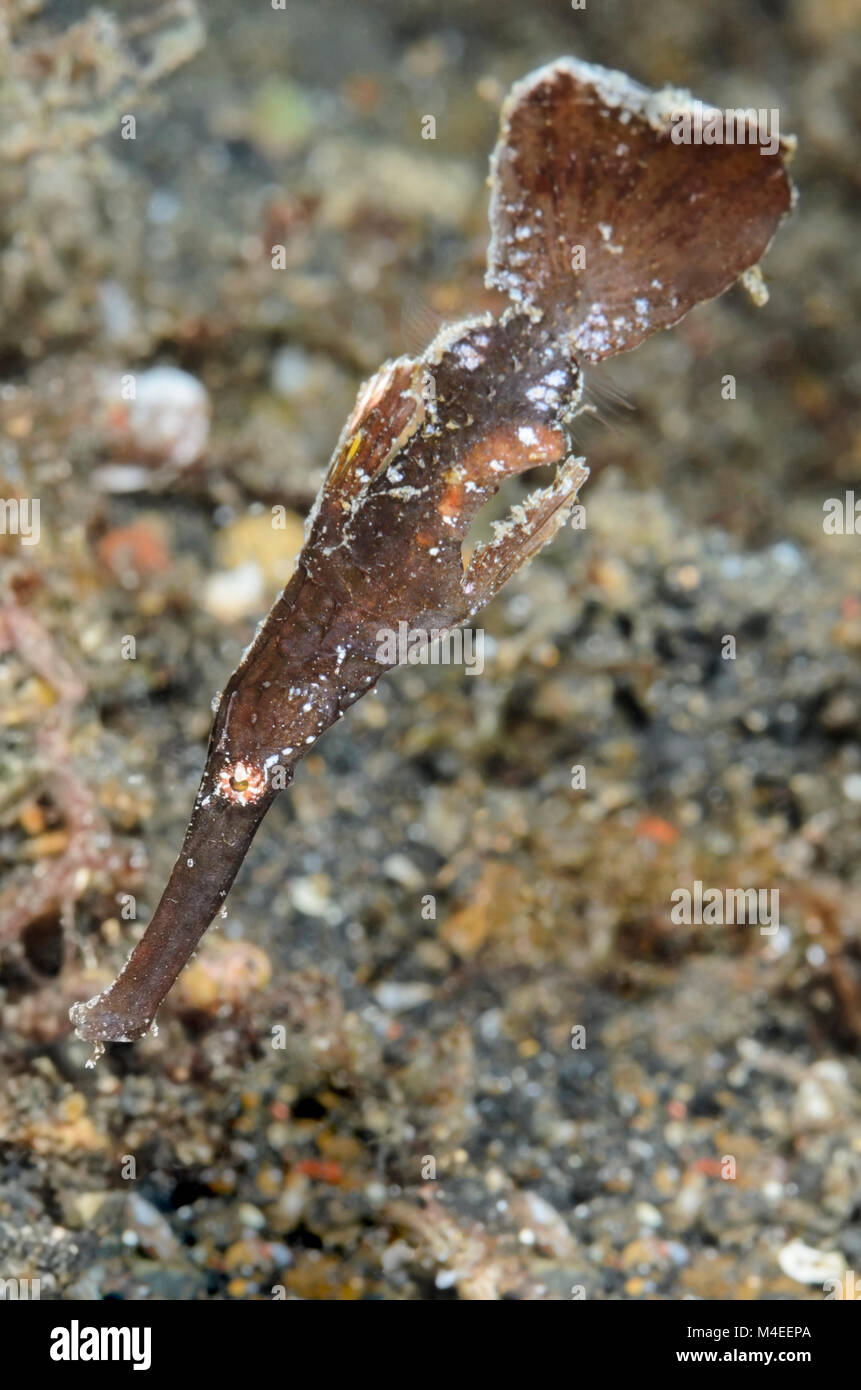 Robust Ghost Pipefish Solenostomus Cyanopterus High Resolution Stock ...