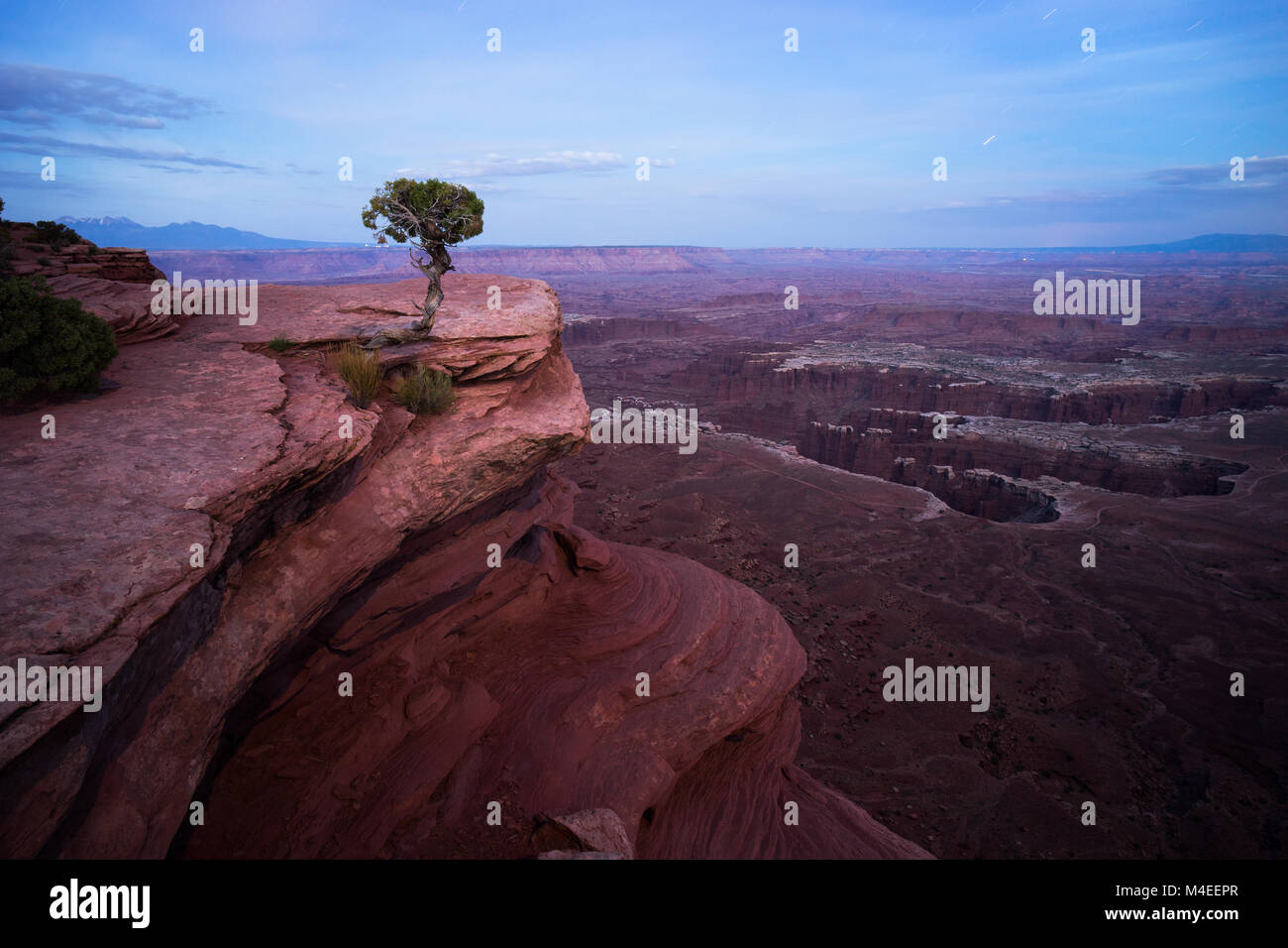 Lone tree, Monument Basin, Grandview Point Trail, Utah, United States ...