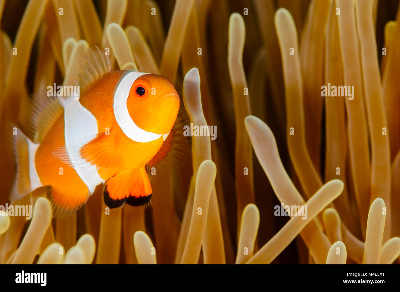 False clown anemonefish, Amphiprion ocellaris, Lembeh Strait, North ...