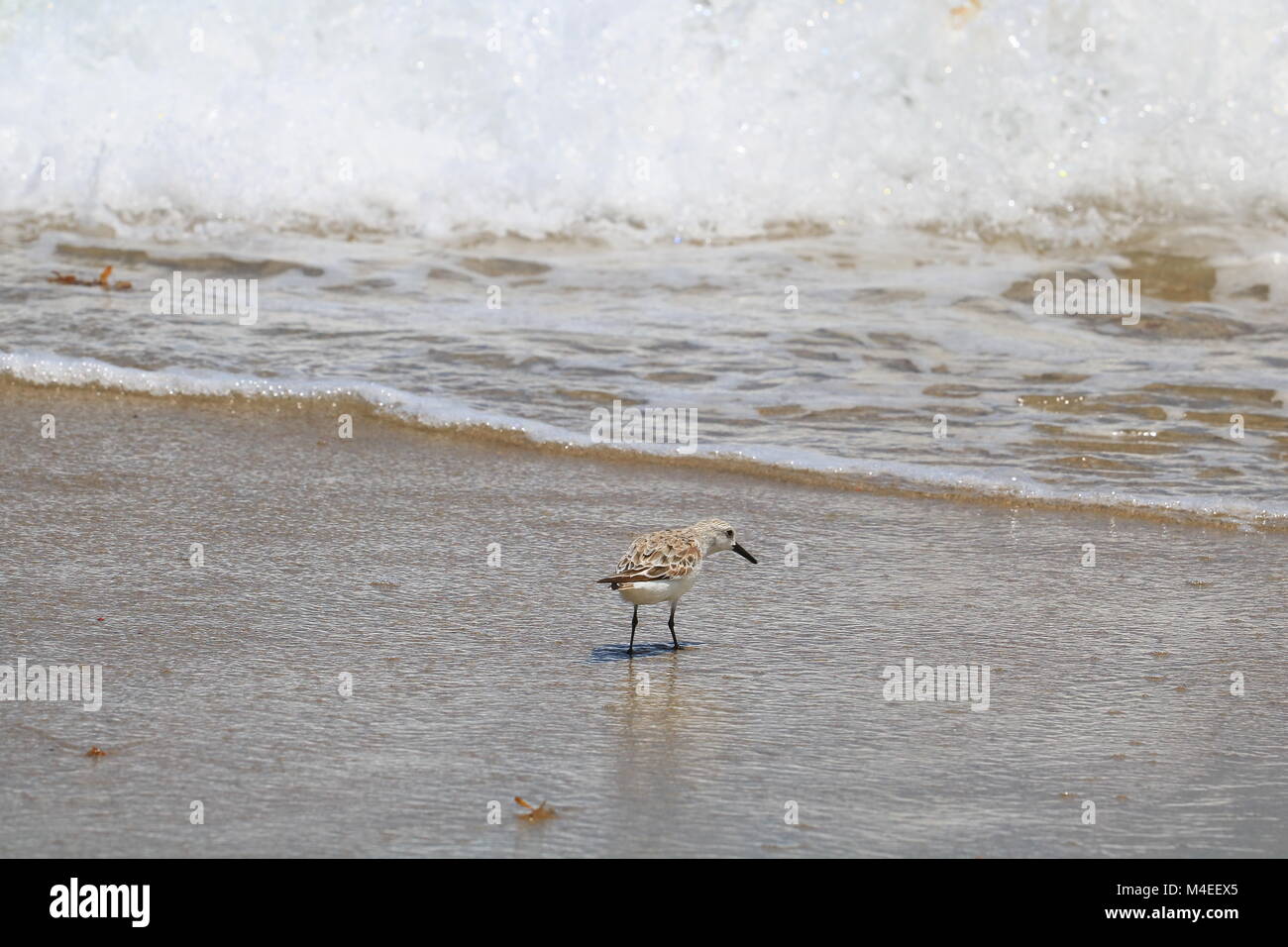 Birds on the beach Stock Photo - Alamy