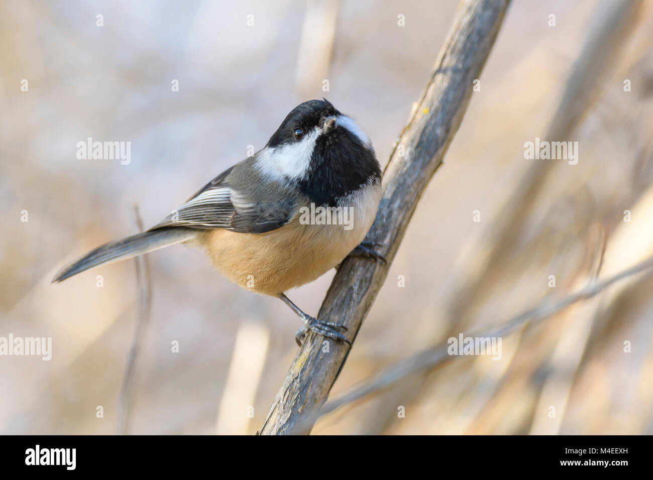 State bird of massachusetts hi-res stock photography and images - Alamy