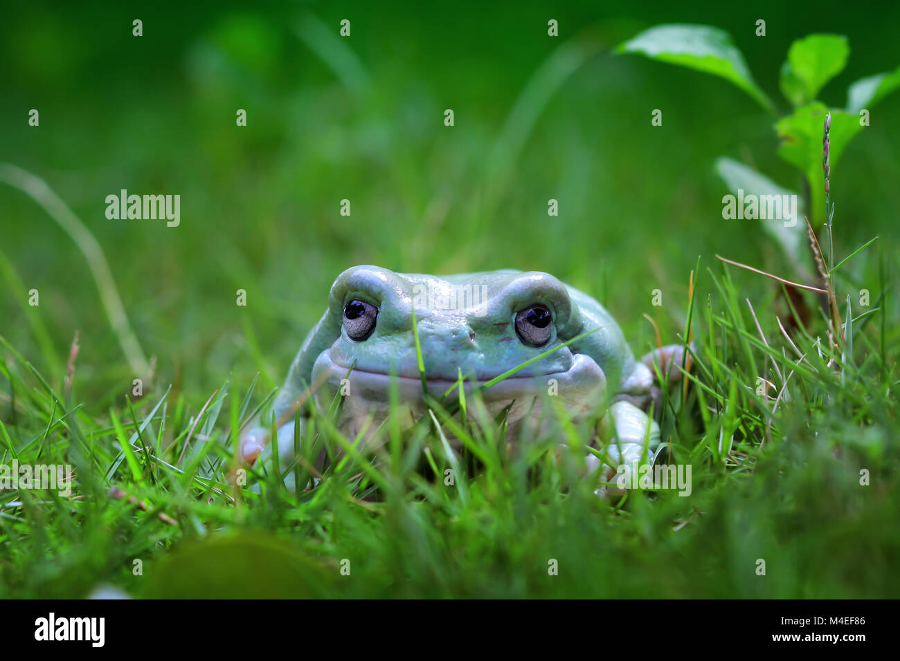 Dumpy tree frog sitting in the grass, Indonesia Stock Photo - Alamy