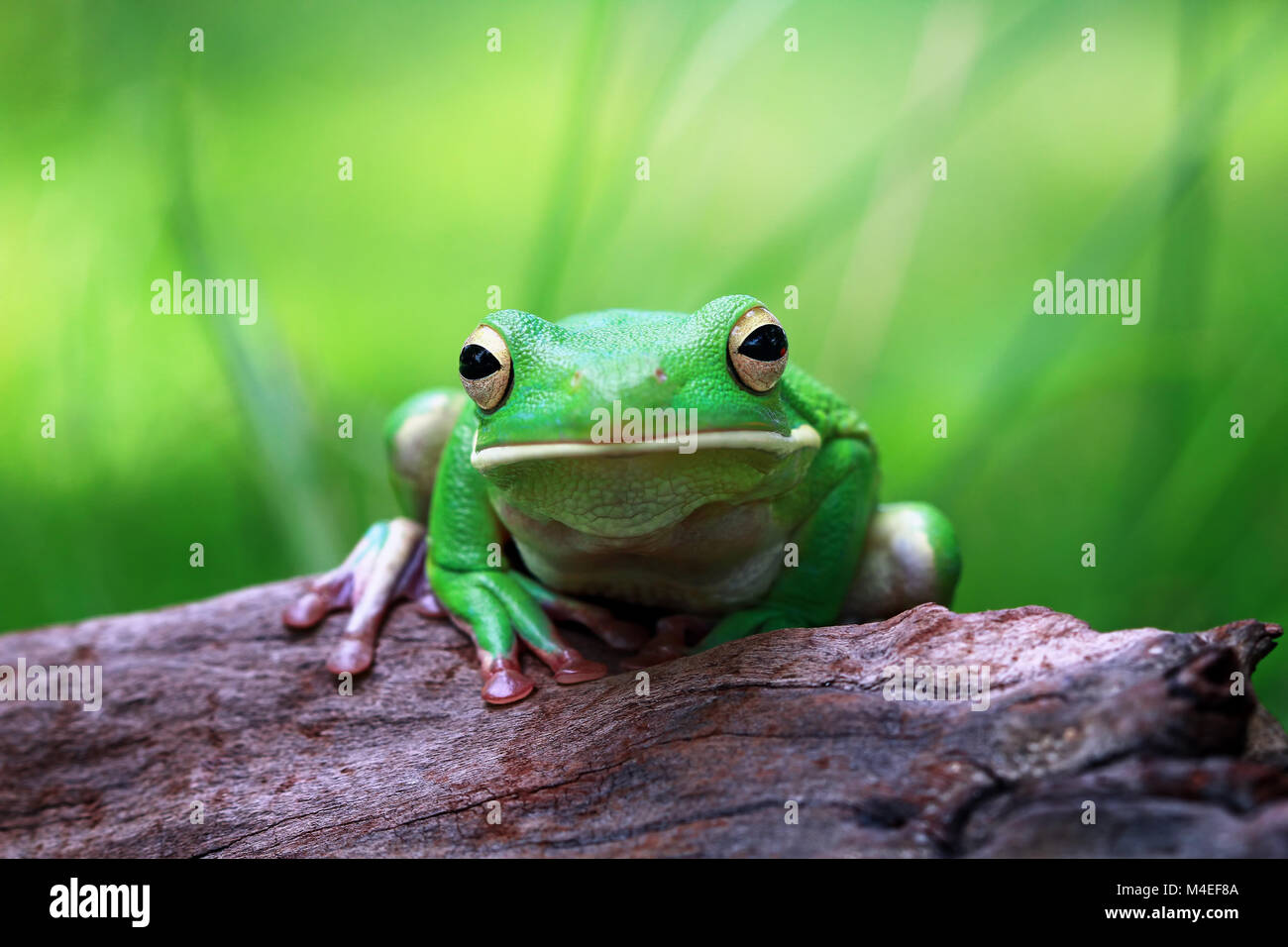 Portrait of a dumpy tree frog sitting on a tree, Indonesia Stock Photo ...