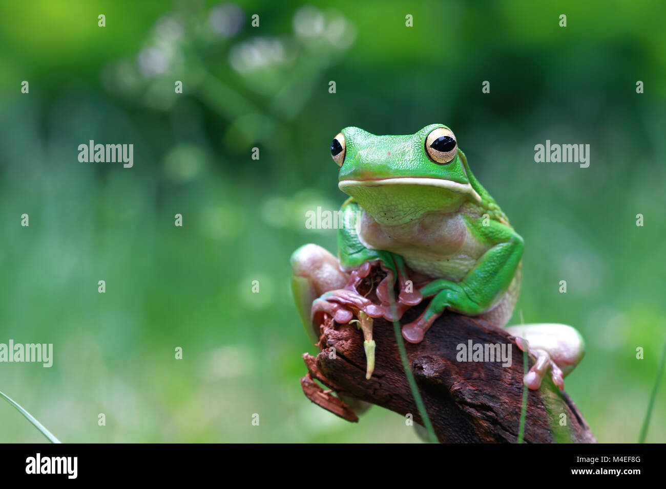 White lipped tree frog on a branch, Indonesia Stock Photo - Alamy