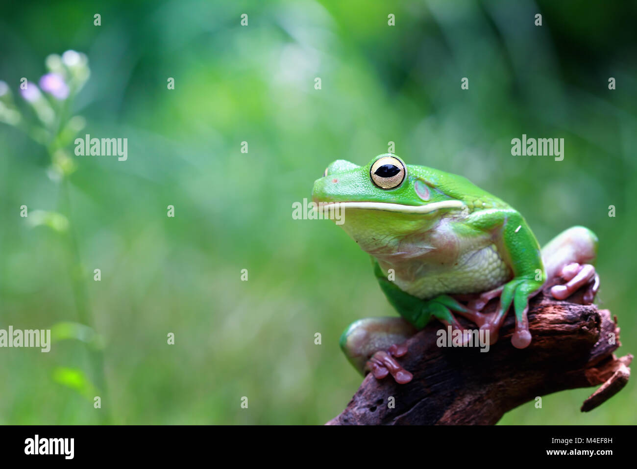White lipped tree frog on a branch, Indonesia Stock Photo - Alamy