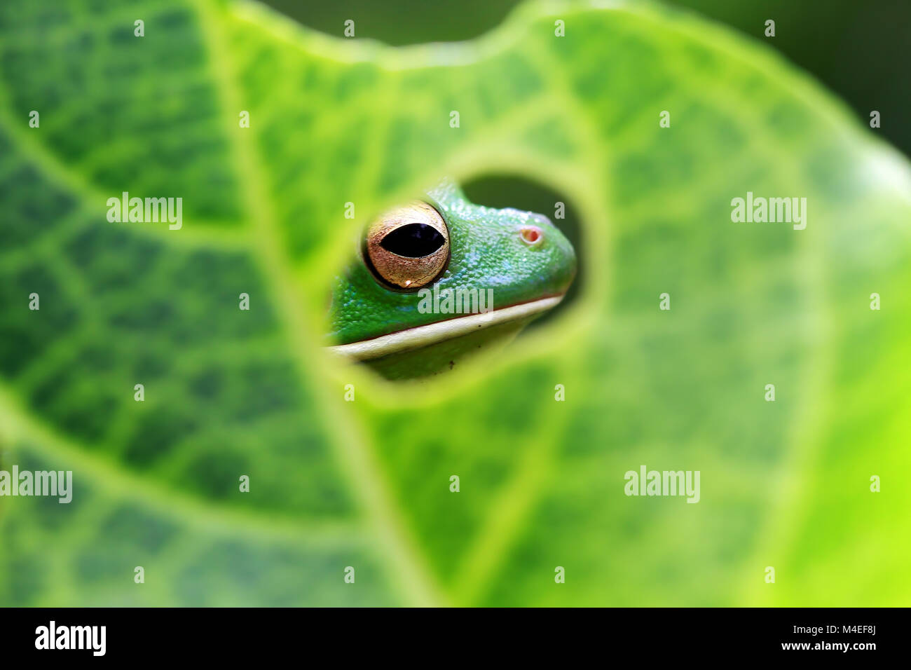 White lipped tree frog head seen through a hole in a leaf, Indonesia ...