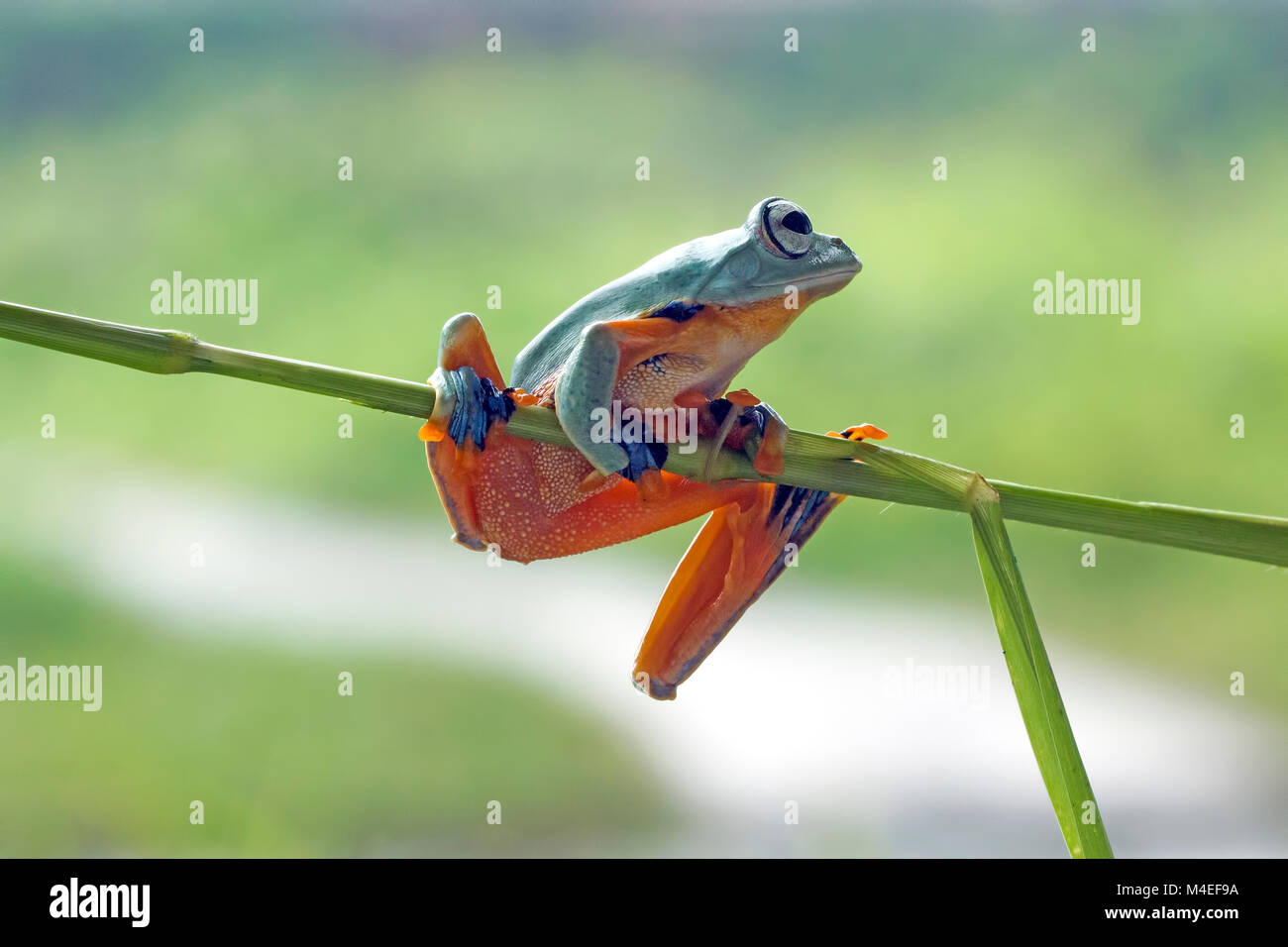 Javan tree frog on a plant, Indonesia Stock Photo - Alamy