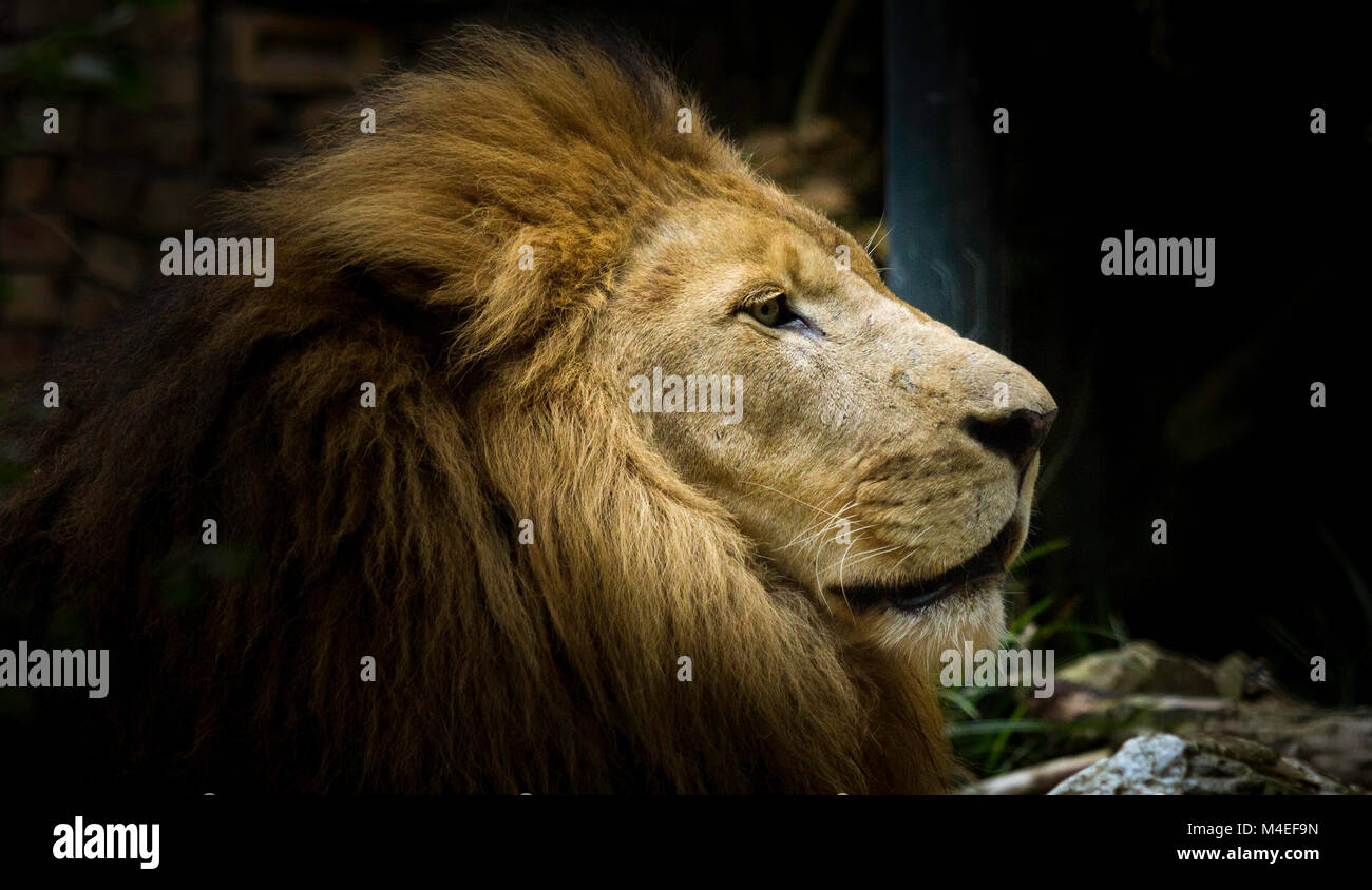 Portrait of a lion Stock Photo - Alamy