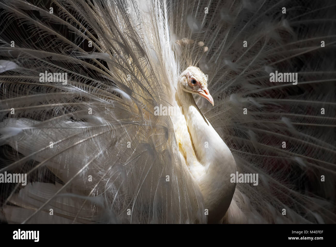 Peacock side view hi-res stock photography and images - Alamy