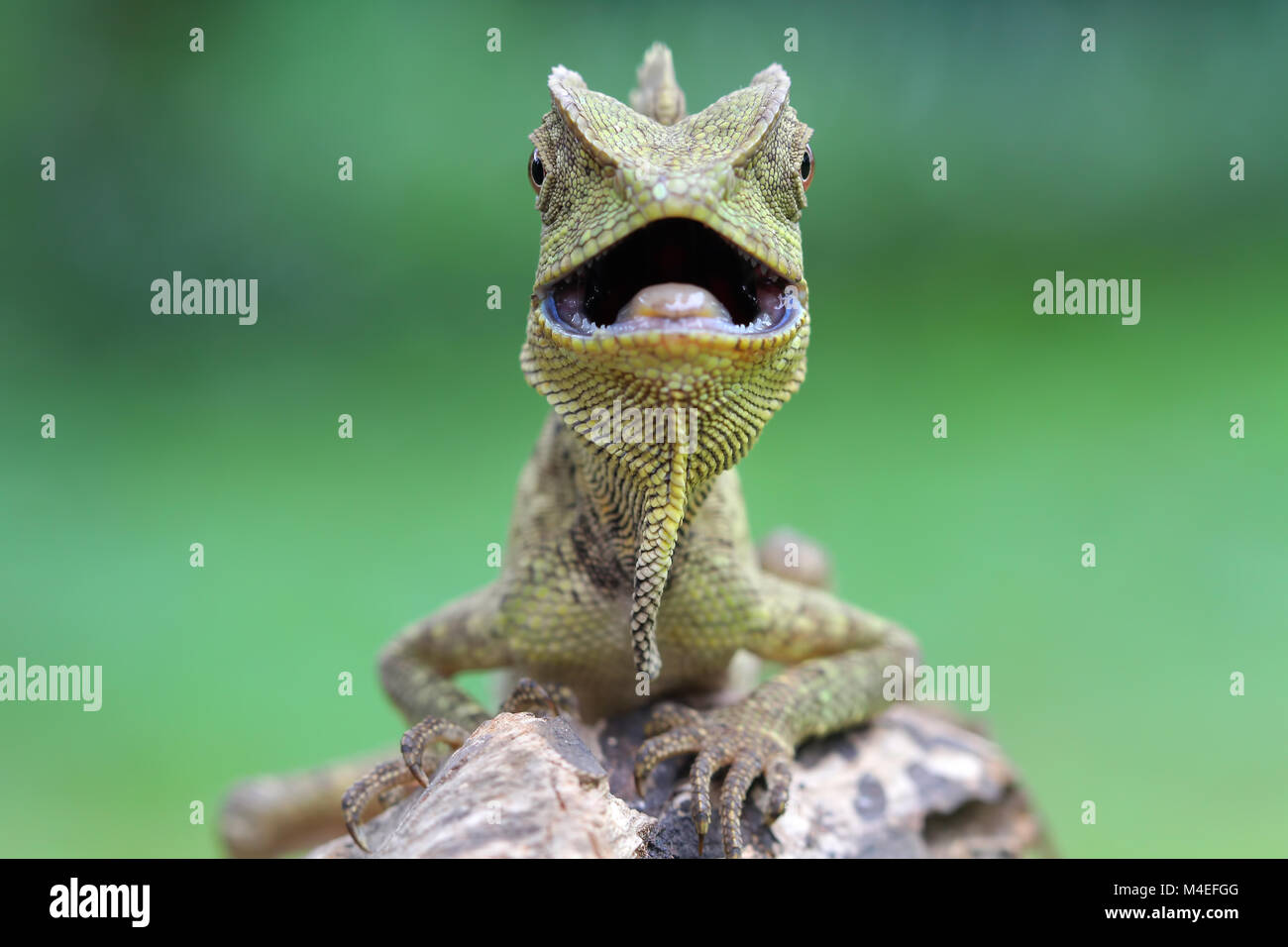 Portrait of a lizard with its mouth open, Indonesia Stock Photo - Alamy