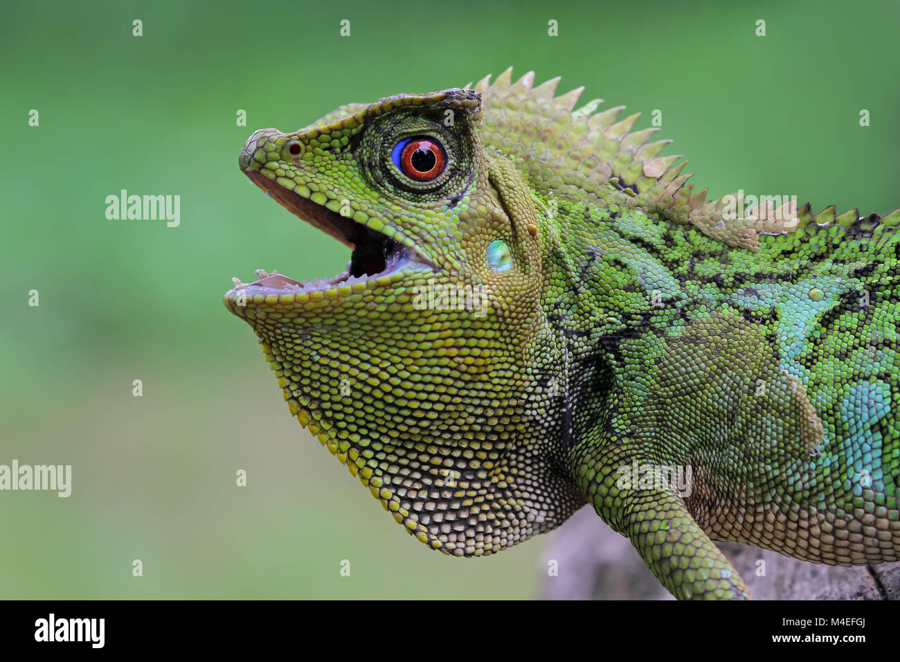 Portrait of a lizard with its mouth open, Indonesia Stock Photo - Alamy