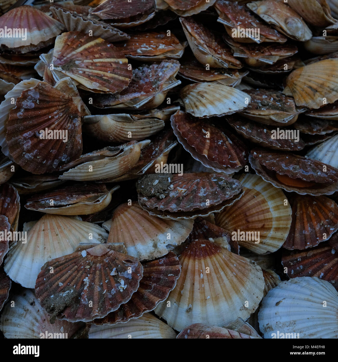 Scallops shellfish hi-res stock photography and images - Alamy