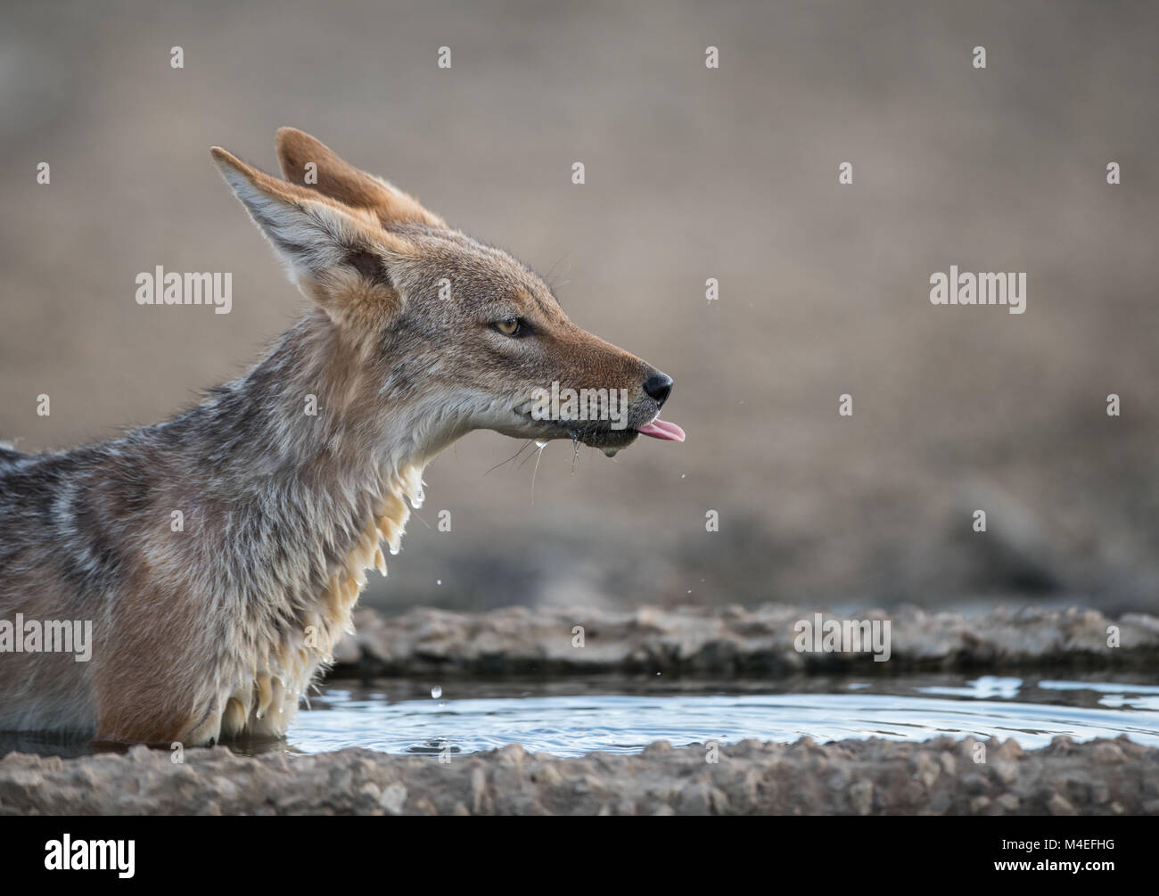 Jackal standing in a waterhole drinking water, Kgalagadi District ...