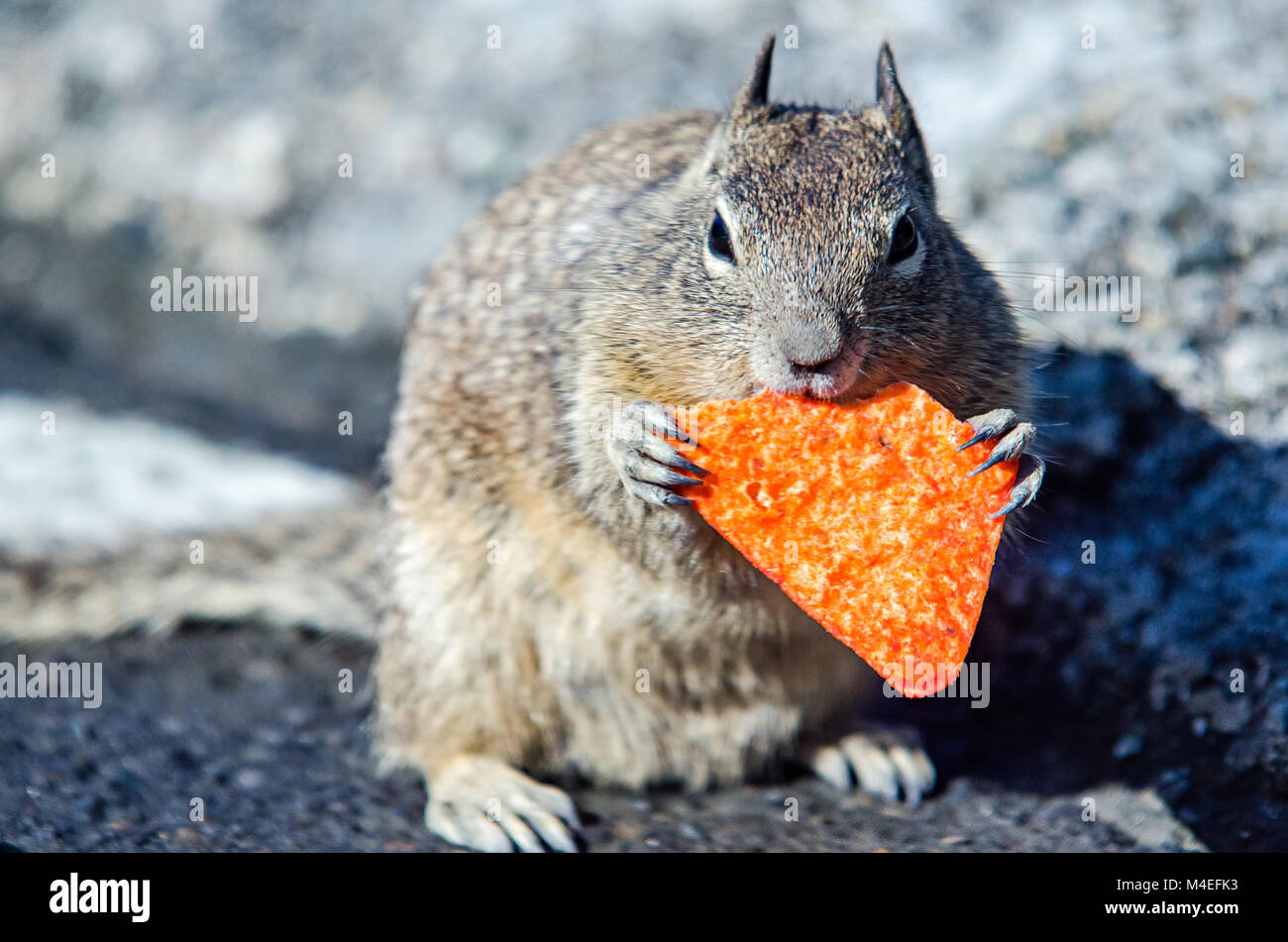california squirrel eating a dorrito chip on california coast Stock ...